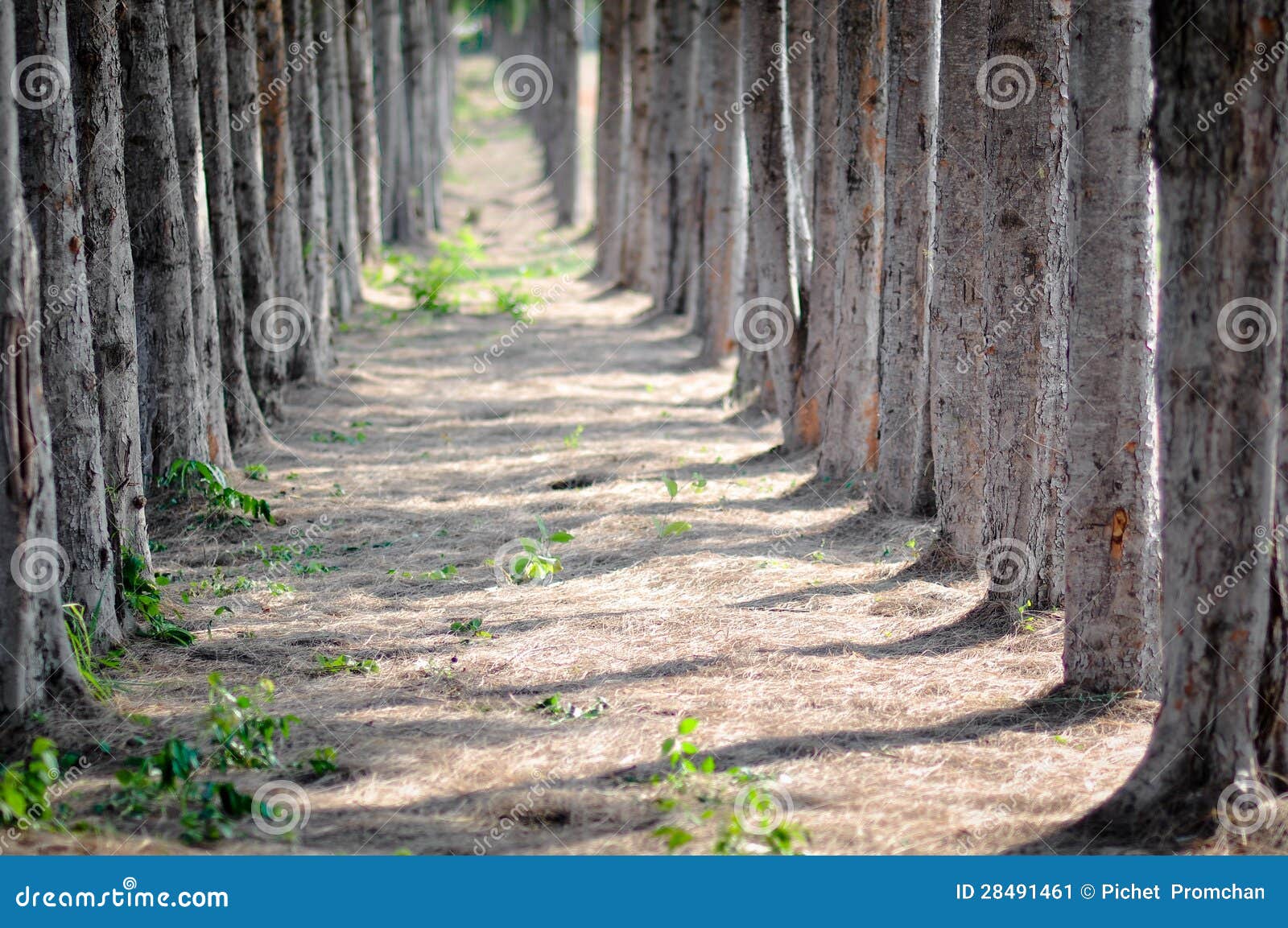 Pine tree stock image. Image of plant, green, scene, conservation ...