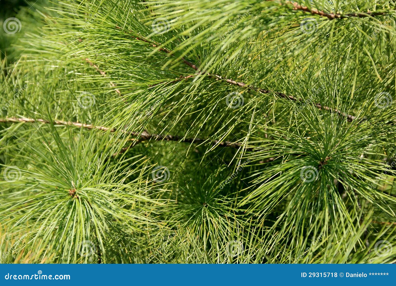Pine tree stock photo. Image of outside, decorative, season - 29315718