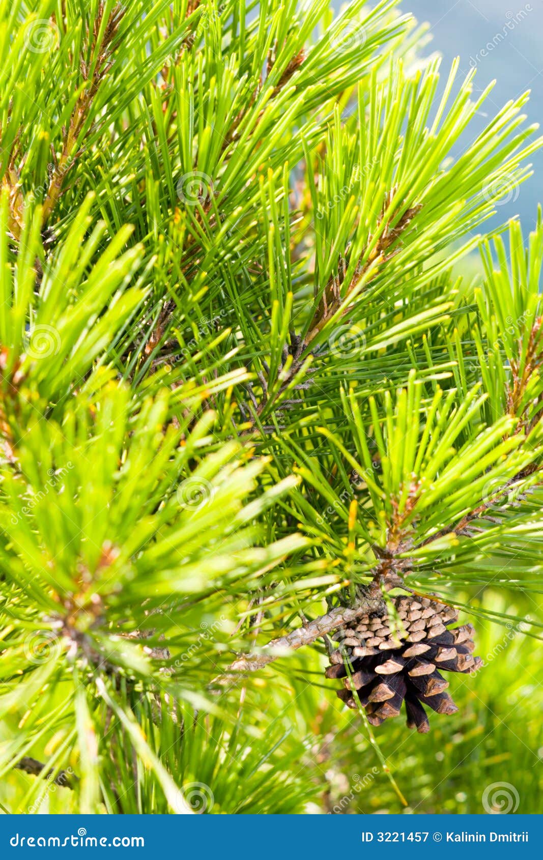 Pine tree stock image. Image of stem, branch, pine, spruce - 3221457