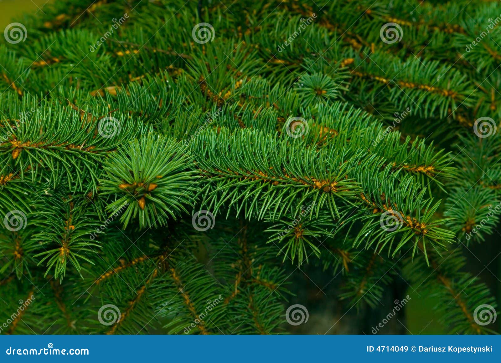 Pine tree stock image. Image of background, pine, green - 4714049