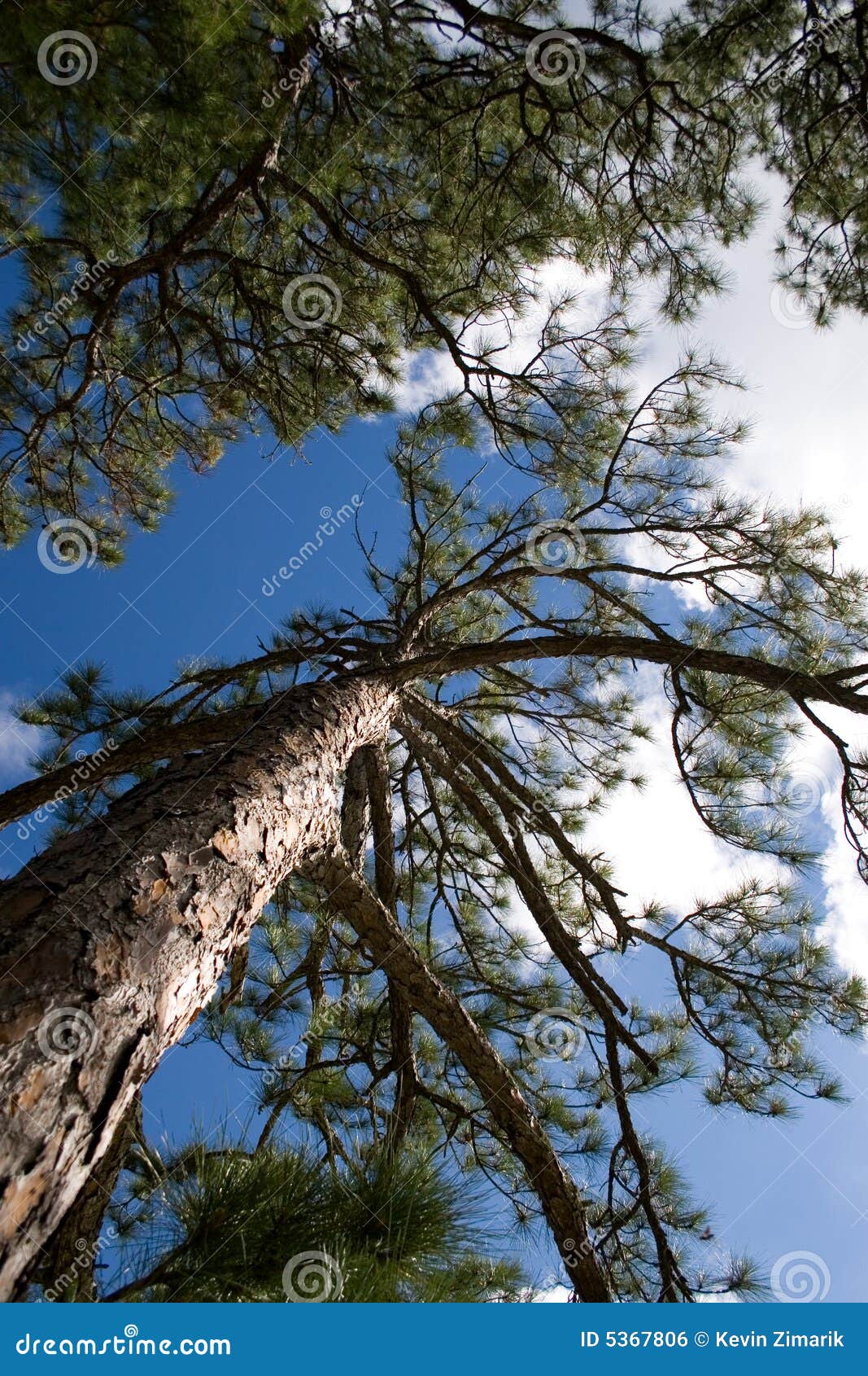Pine Tree stock photo. Image of stump, tall, branches - 5367806