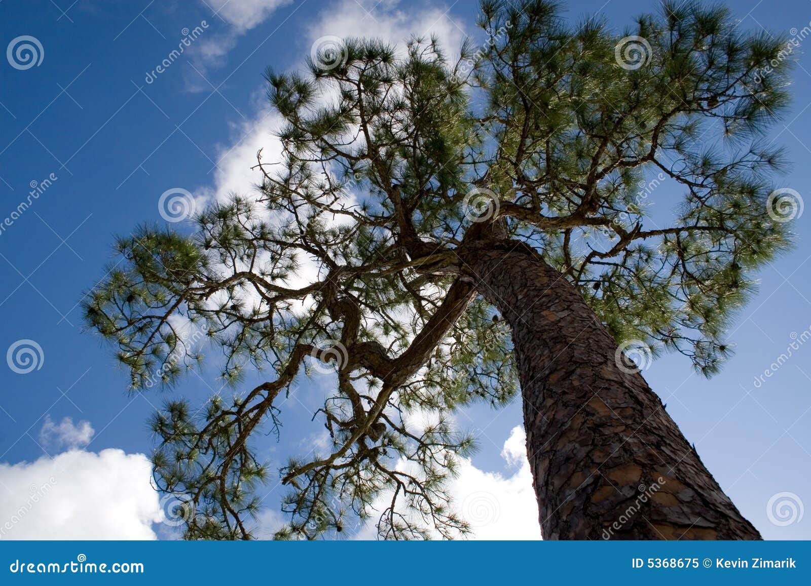 Pine Tree stock image. Image of white, perspective, nature - 5368675
