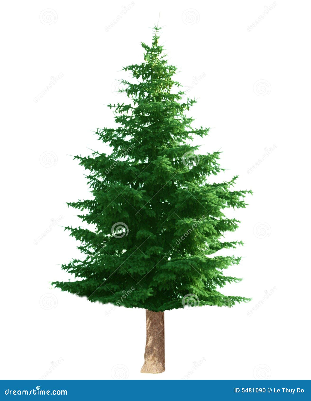 Pine Tree stock photo. Image of green, descriptive, gift - 5481090