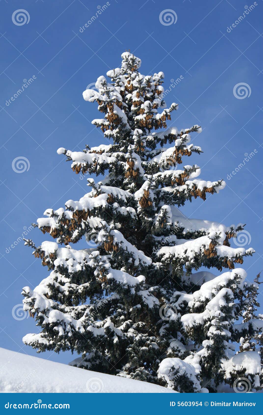 Pine tree stock photo. Image of frost, frozen, snow, pine - 5603954