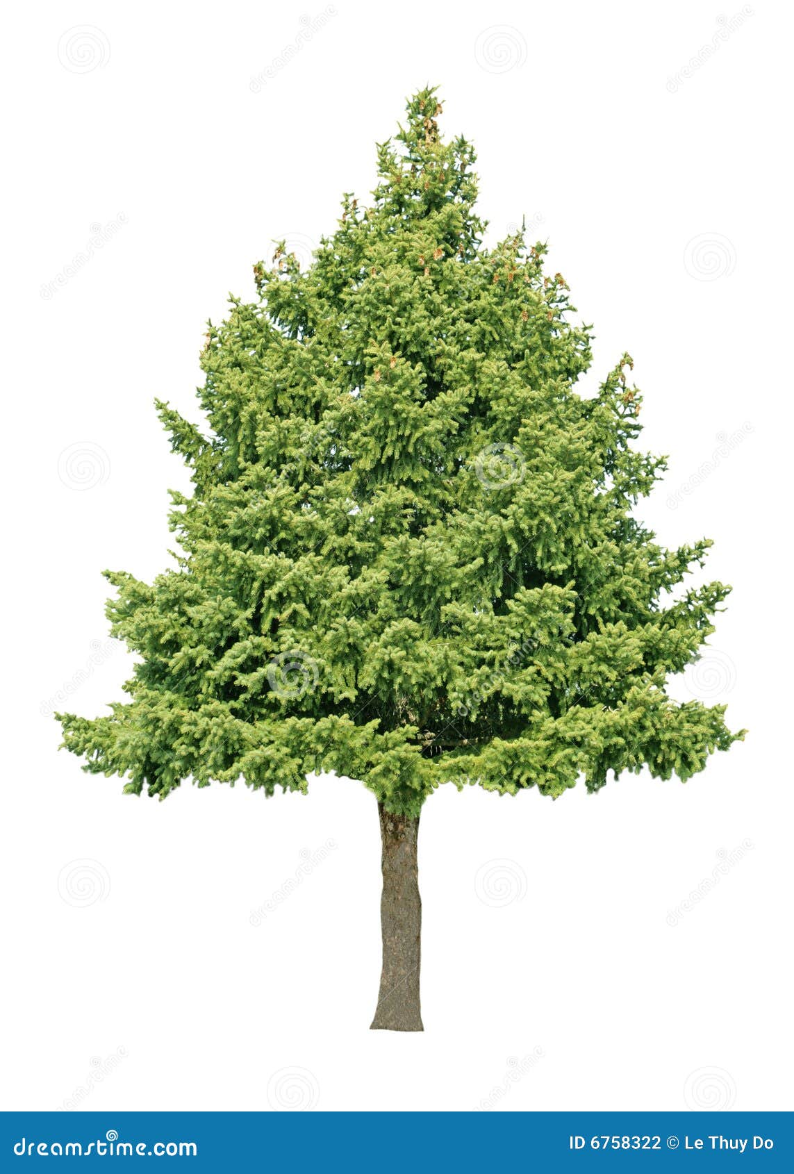Pine tree stock photo. Image of pine, shape, color, plant - 6758322