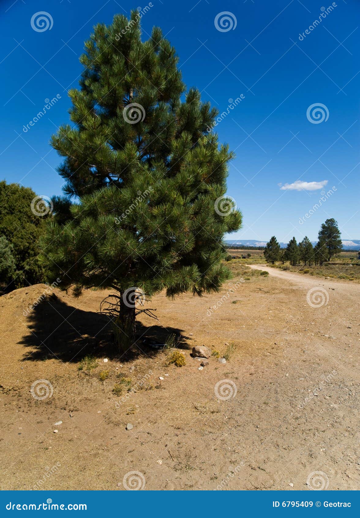 Pine tree stock image. Image of green, utah, canyons, mountain - 6795409