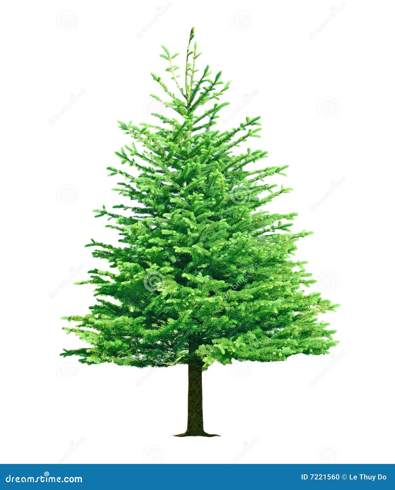 Pine tree stock photo. Image of forest, pine, november - 7221560