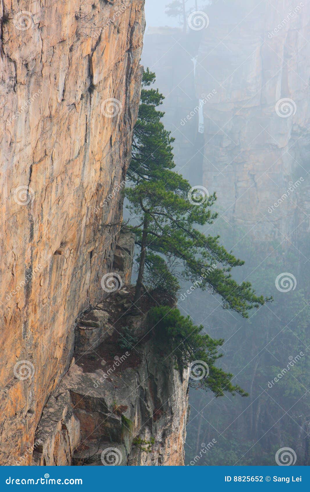 Pine tree stock photo. Image of tenacious, growth, tall - 8825652