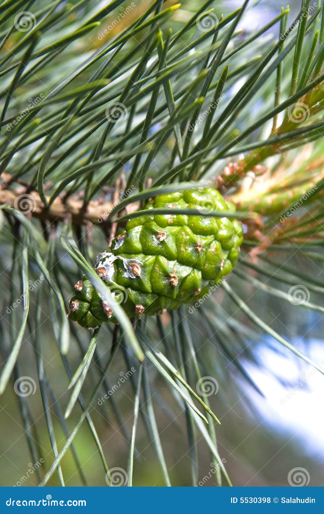 Pine tree acorn stock photo. Image of botany, fruit, conifer - 5530398