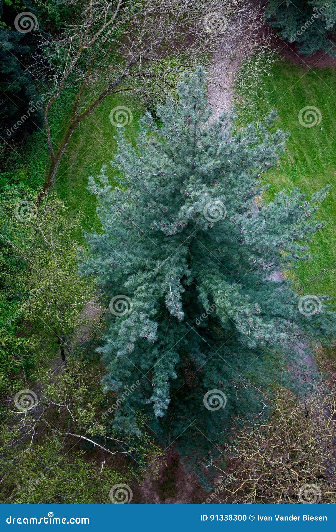 Pine tree aerial stock photo. Image of tree, christmas - 91338300