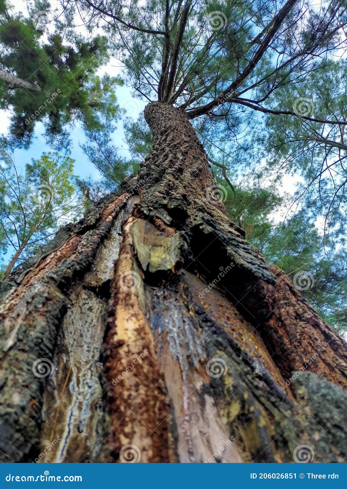 Pine Tree Aesthetic stock image. Image of tree, trunk - 206026851
