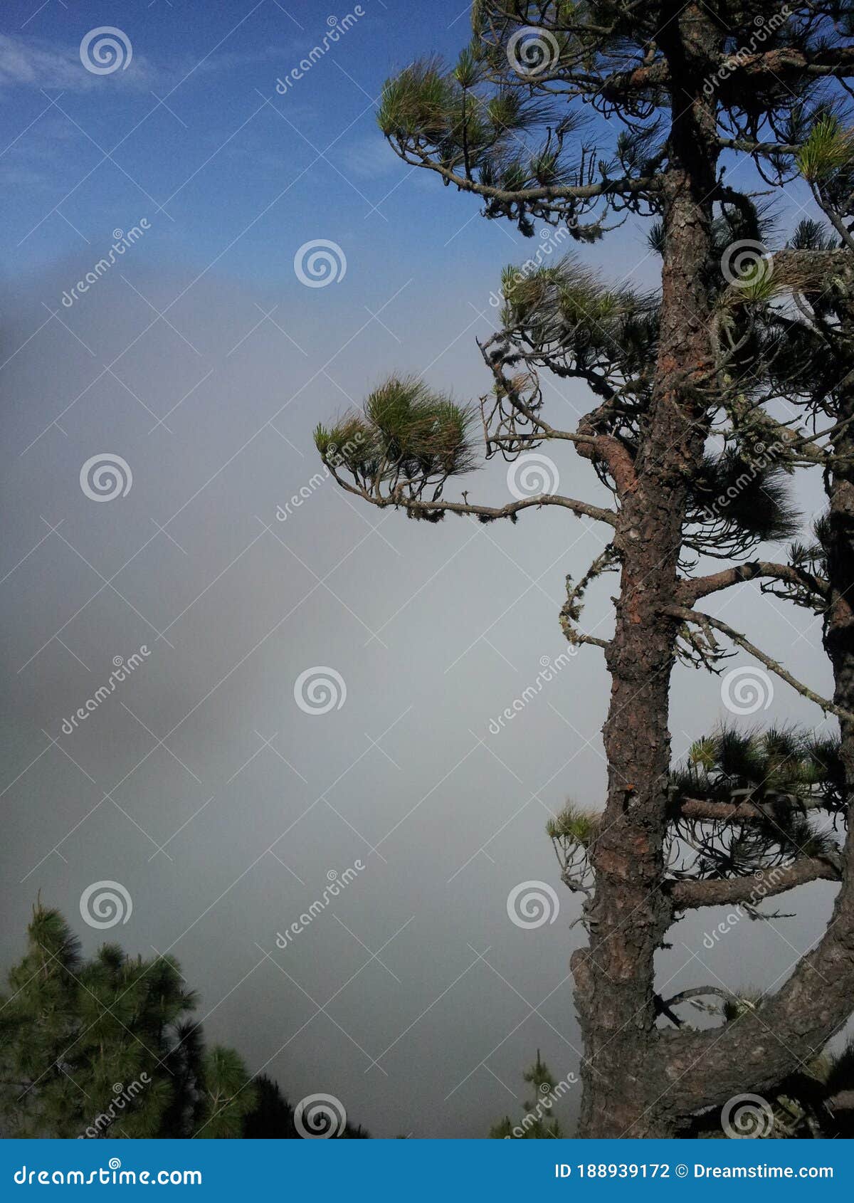 Pine Tree Against a Rising Cloud Stock Photo - Image of tree, nature ...