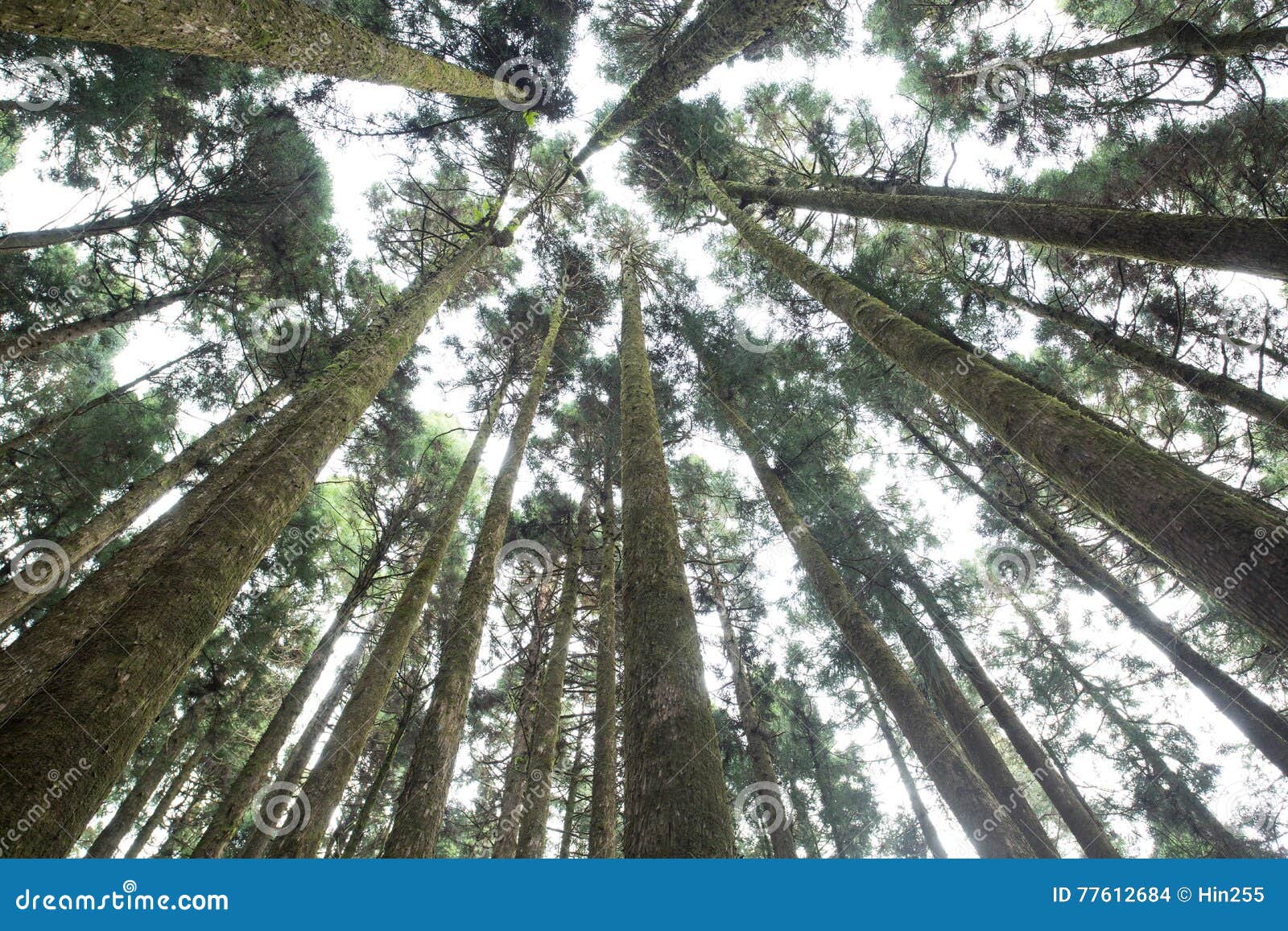 Pine Tree in Alishan National] Stock Photo - Image of coniferous, wood ...