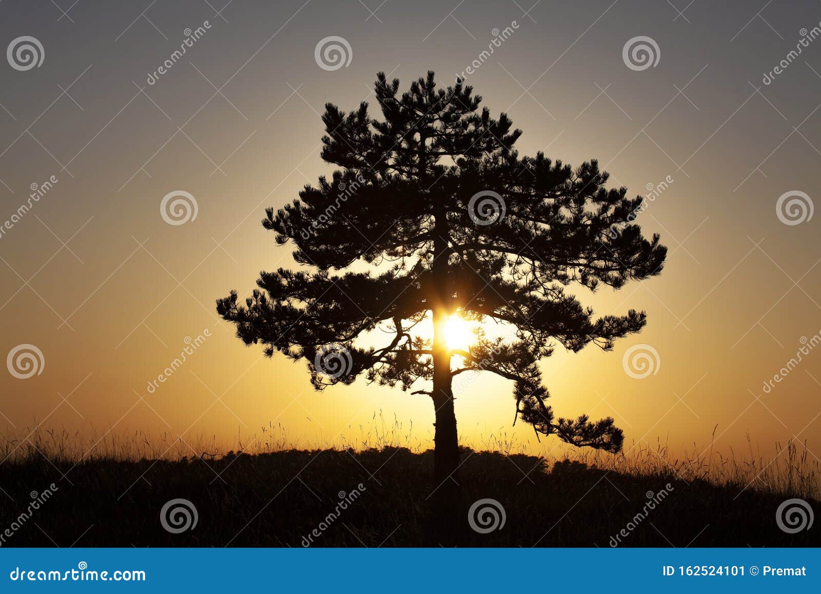 Pine tree alone stock image. Image of evening, outdoors - 162524101