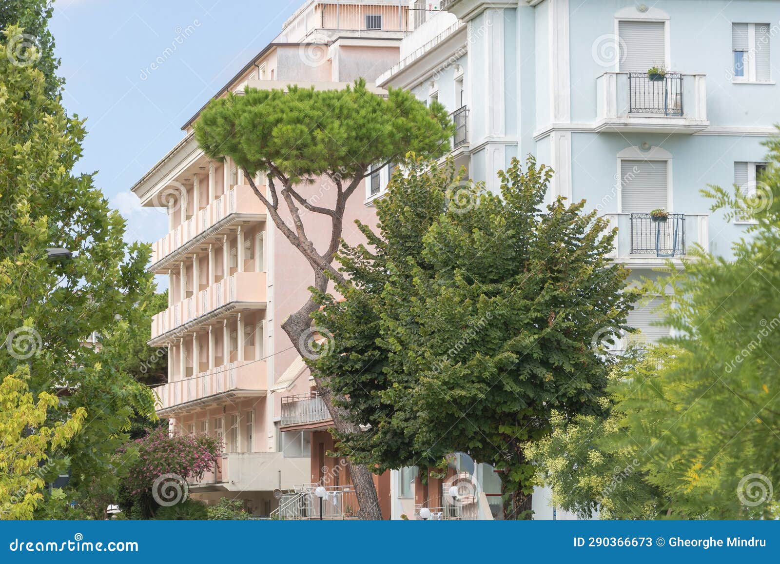 Pine Tree and Another Trees in the Middle of a Row of Multi-storey ...