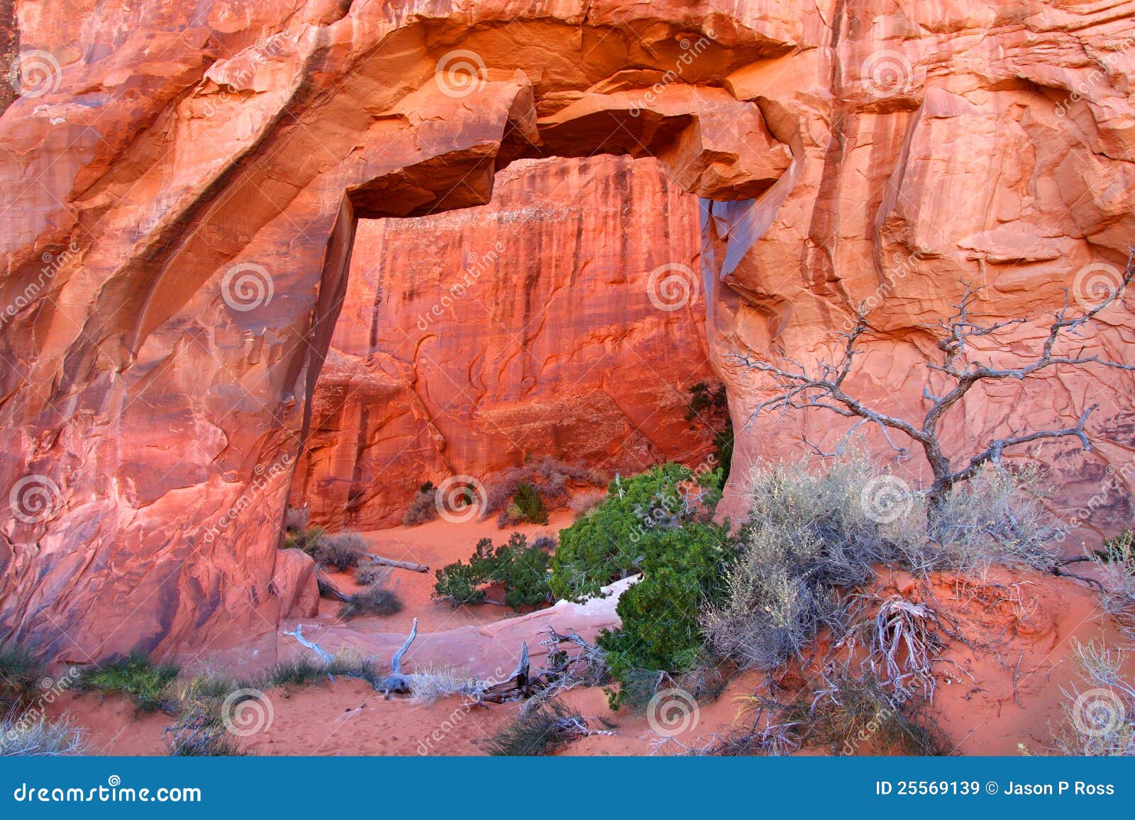 Pine Tree Arch Utah stock image. Image of scenic, opening - 25569139