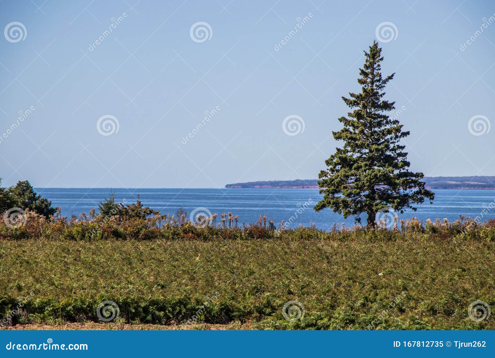 Pine Tree at the Atlantic Coast Stock Image - Image of nature, ocean ...