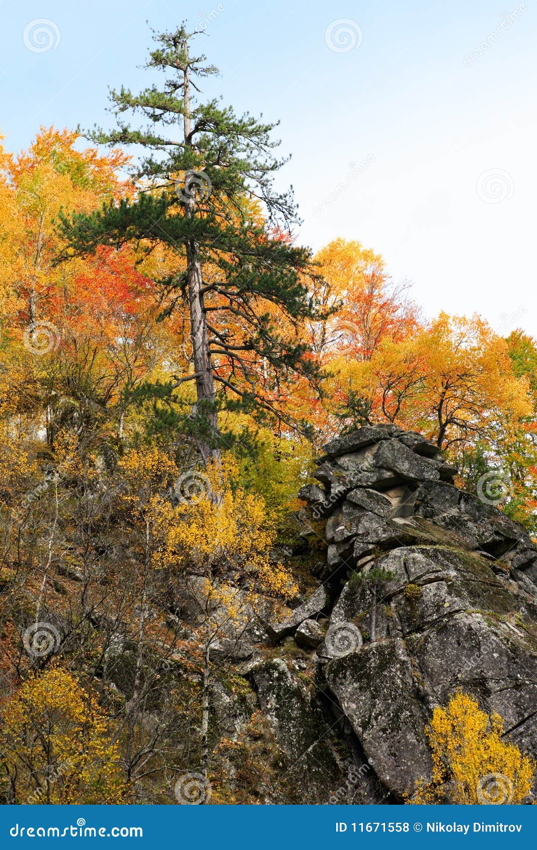Pine tree in autumn forest stock photo. Image of mountain - 11671558