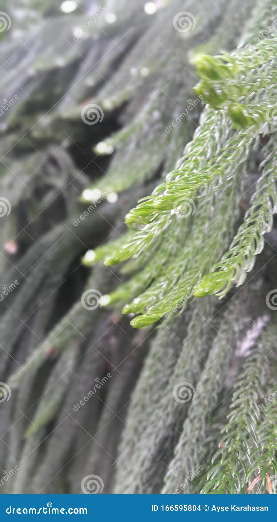 Pine Tree in Autumn Rain stock photo. Image of freshness - 166595804