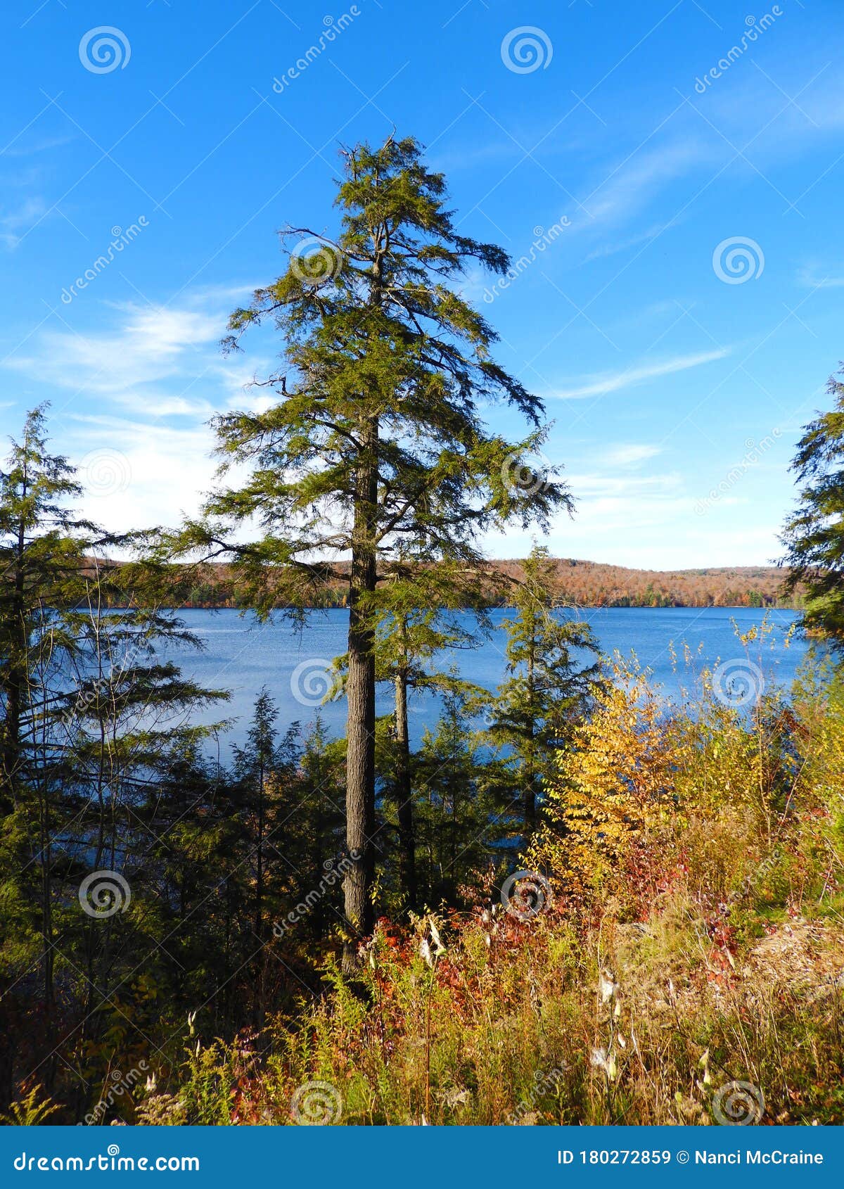Pine Tree Overlooks Autumn Vista in Adirondacks Stock Image - Image of ...