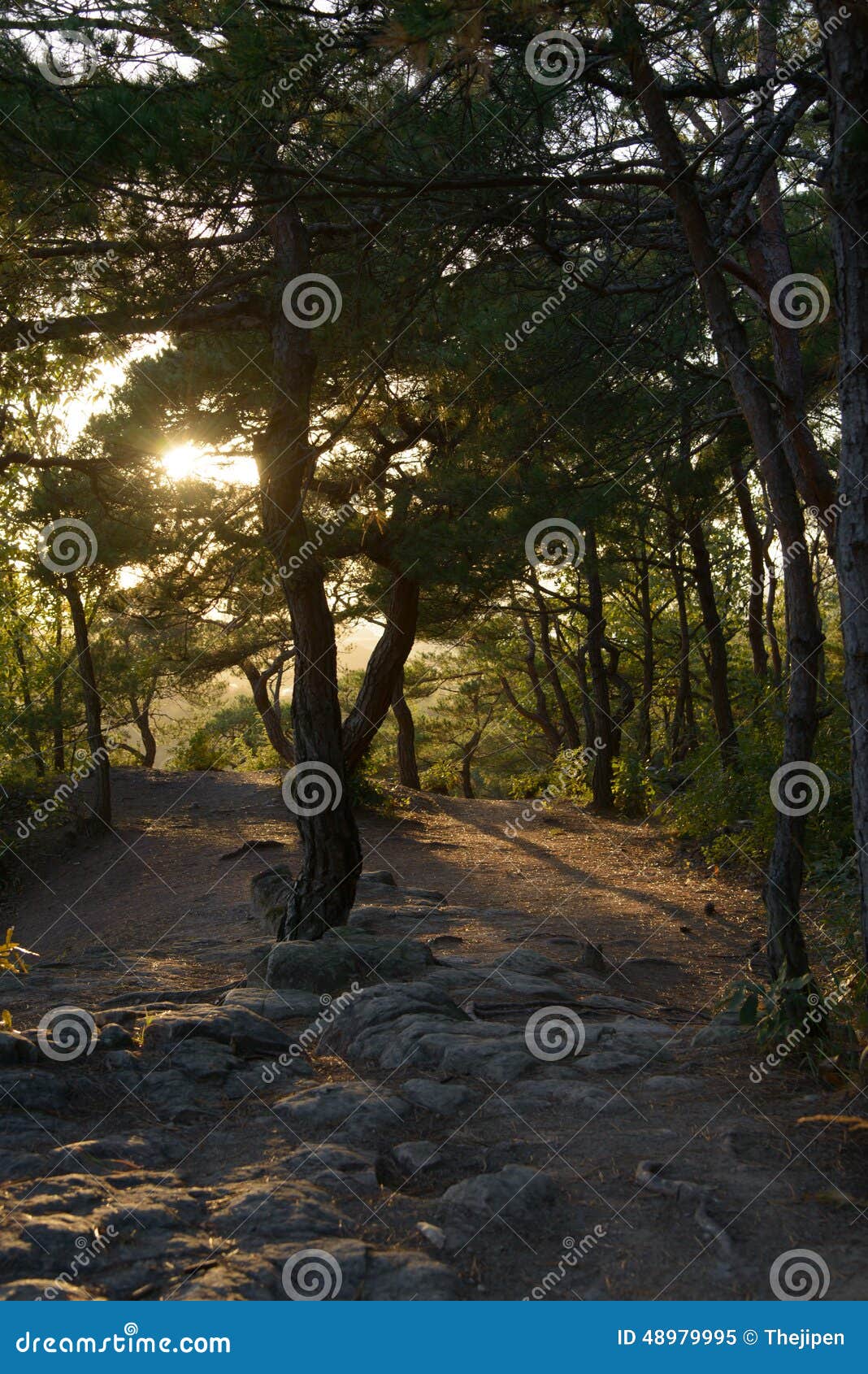 Pine tree with back lit stock image. Image of back, dawn - 48979995