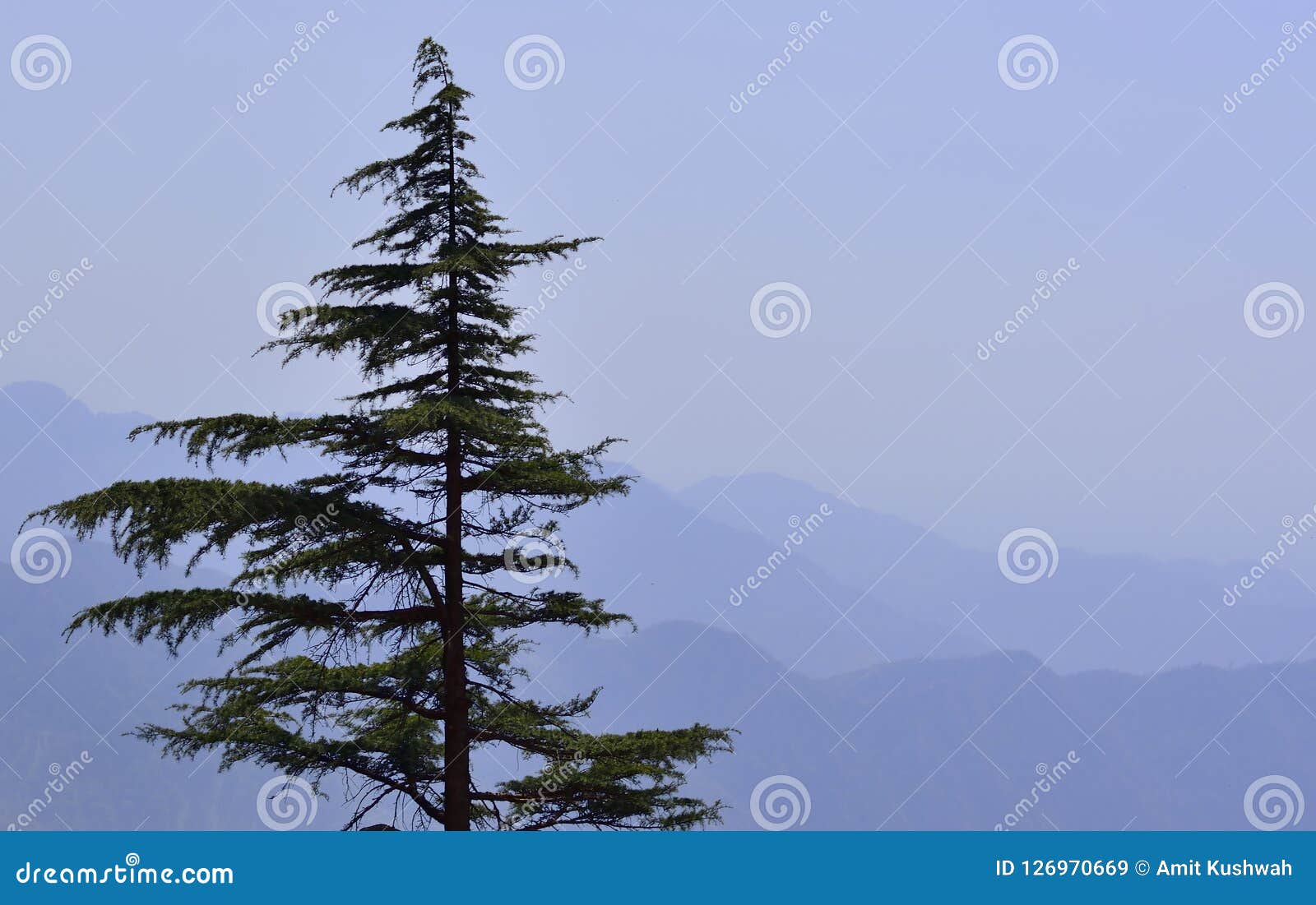 Pine Tree in the Backdrop of Mountains Stock Image - Image of forest ...