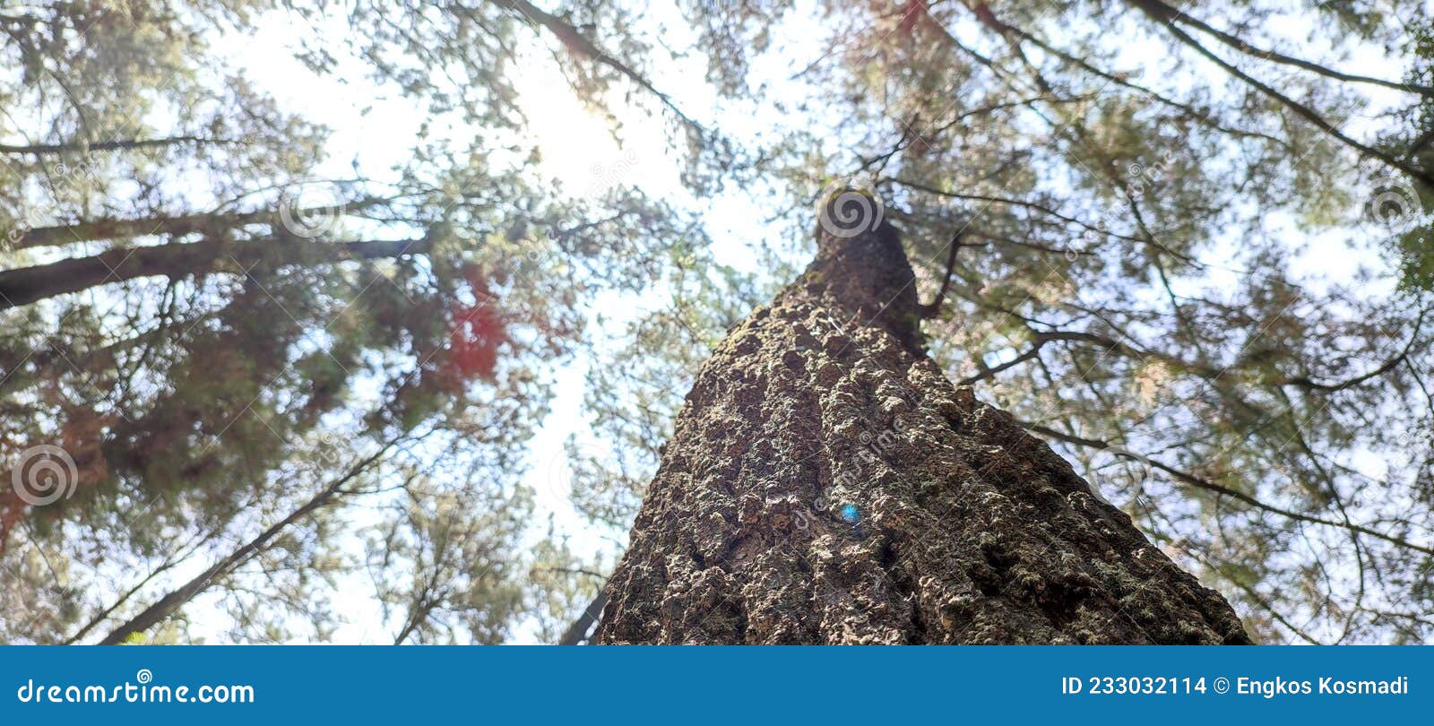 Pine Tree Backdrop with Sunlight in a Protected Forest or Campground ...