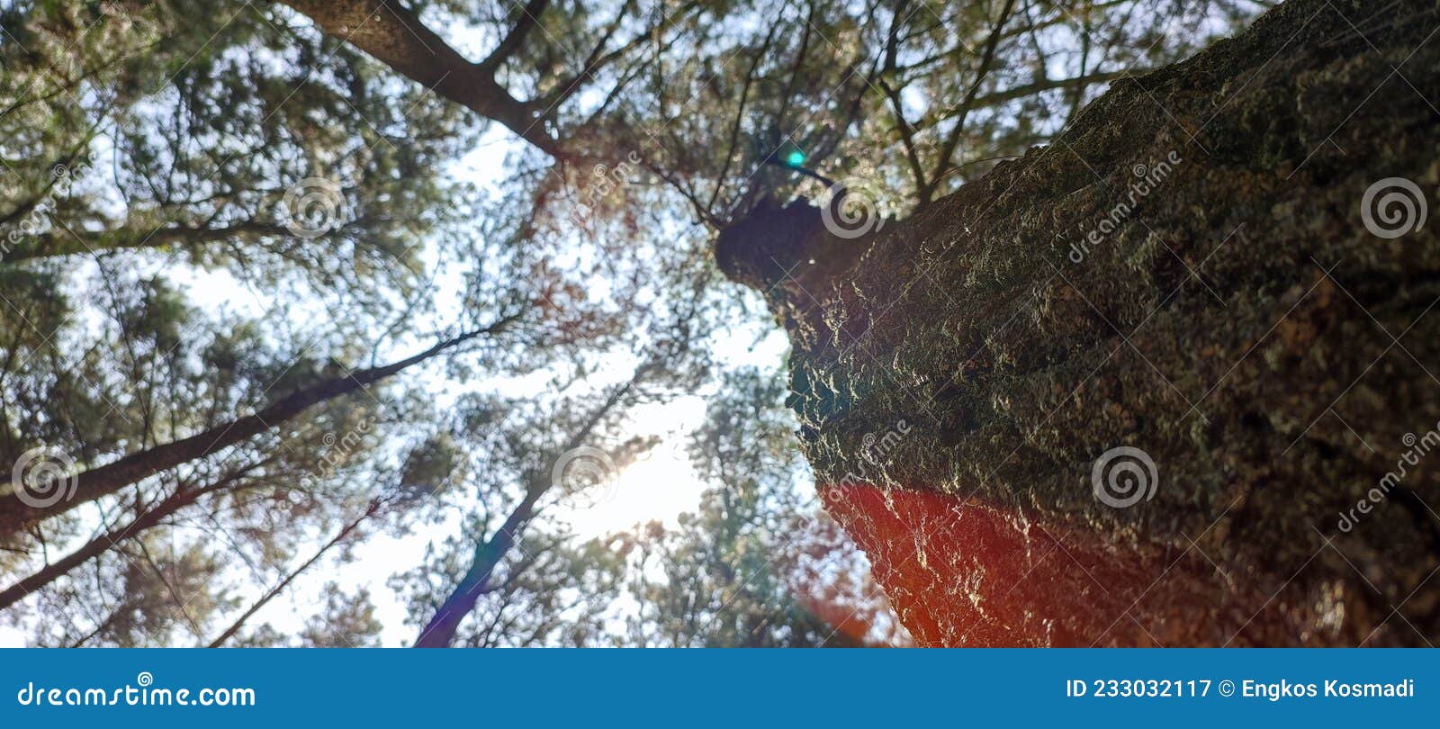 Pine Tree Backdrop with Sunlight in a Protected Forest or Campground ...