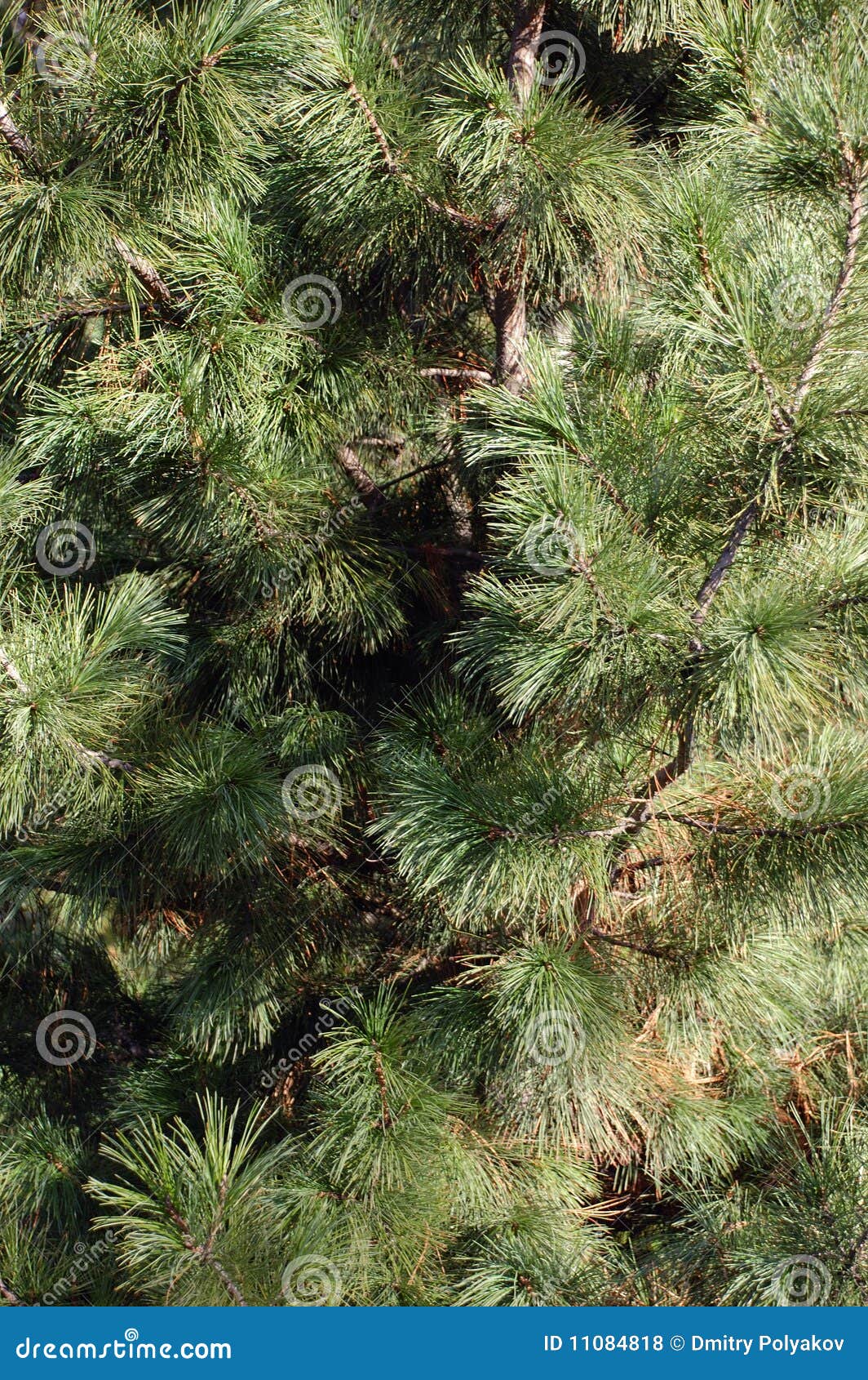 Pine Tree Background stock photo. Image of autumn, winter - 11084818
