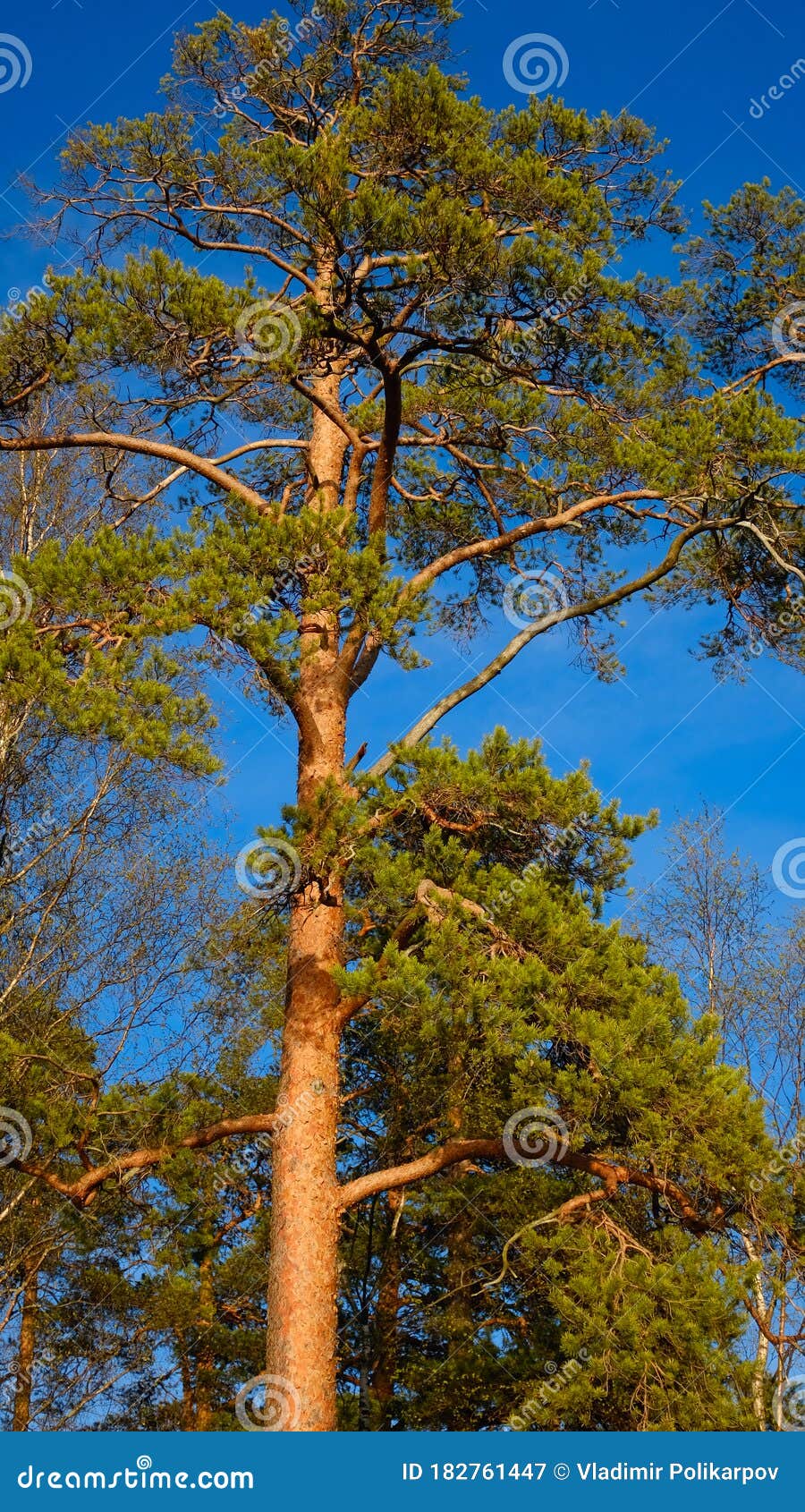 Pine Tree on a Background of Blue Sky Stock Image - Image of park ...