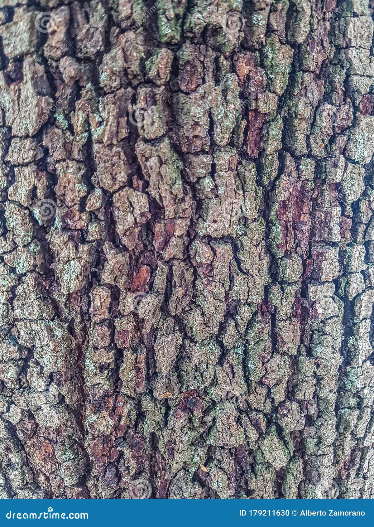 The Texture Of The Forest, The Top View Royalty-Free Stock Photography ...