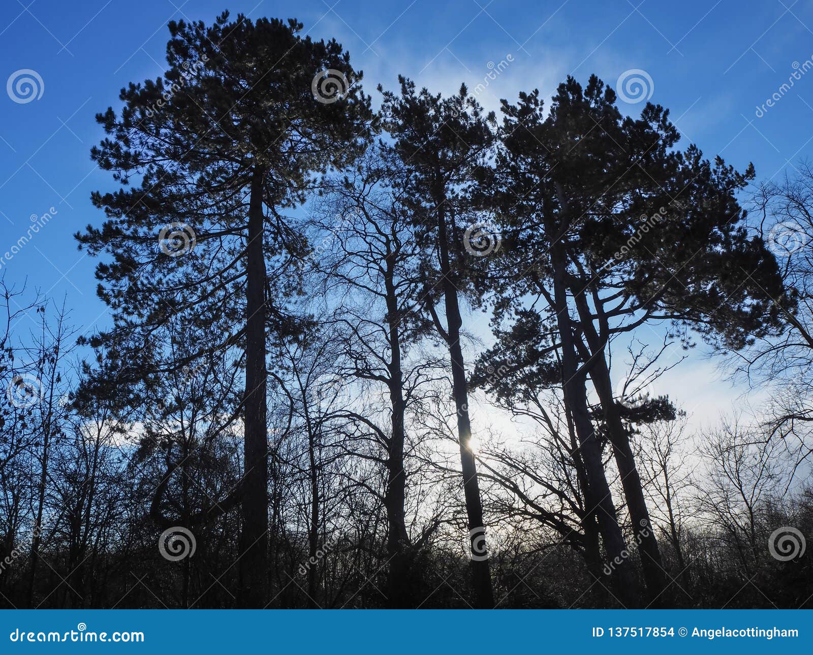 Pine Tree Backlit with Low Winter Sunlight Stock Photo - Image of wood ...