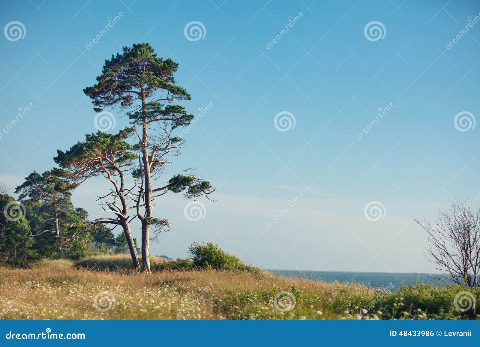Pine Tree on the Baltic Sea Coast Stock Photo - Image of shore, baltic ...