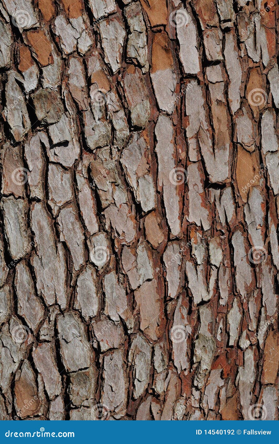 Pine tree bark stock photo. Image of bark, plant, pattern - 14540192