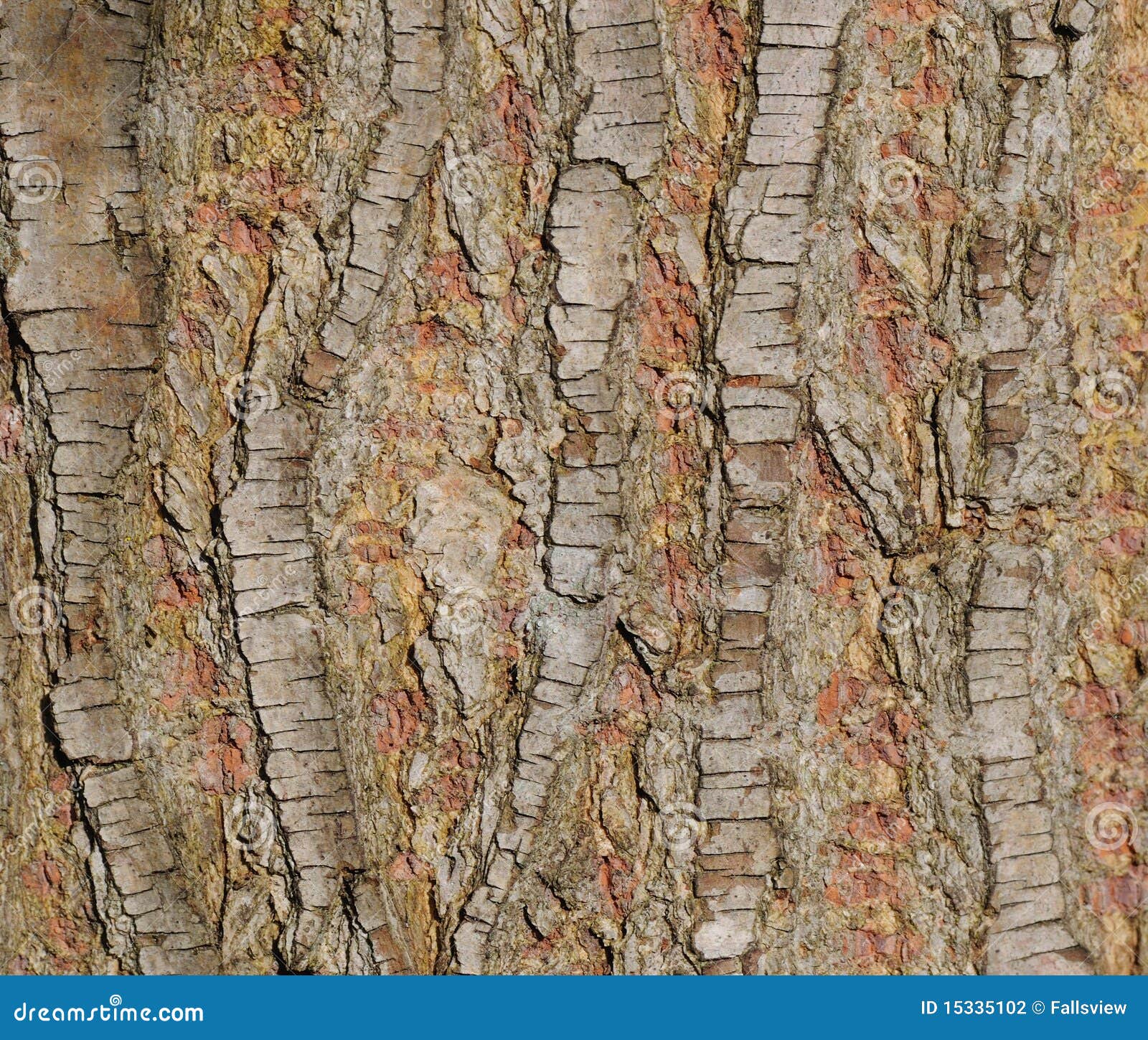 Pine tree bark stock photo. Image of surface, micro, line - 15335102