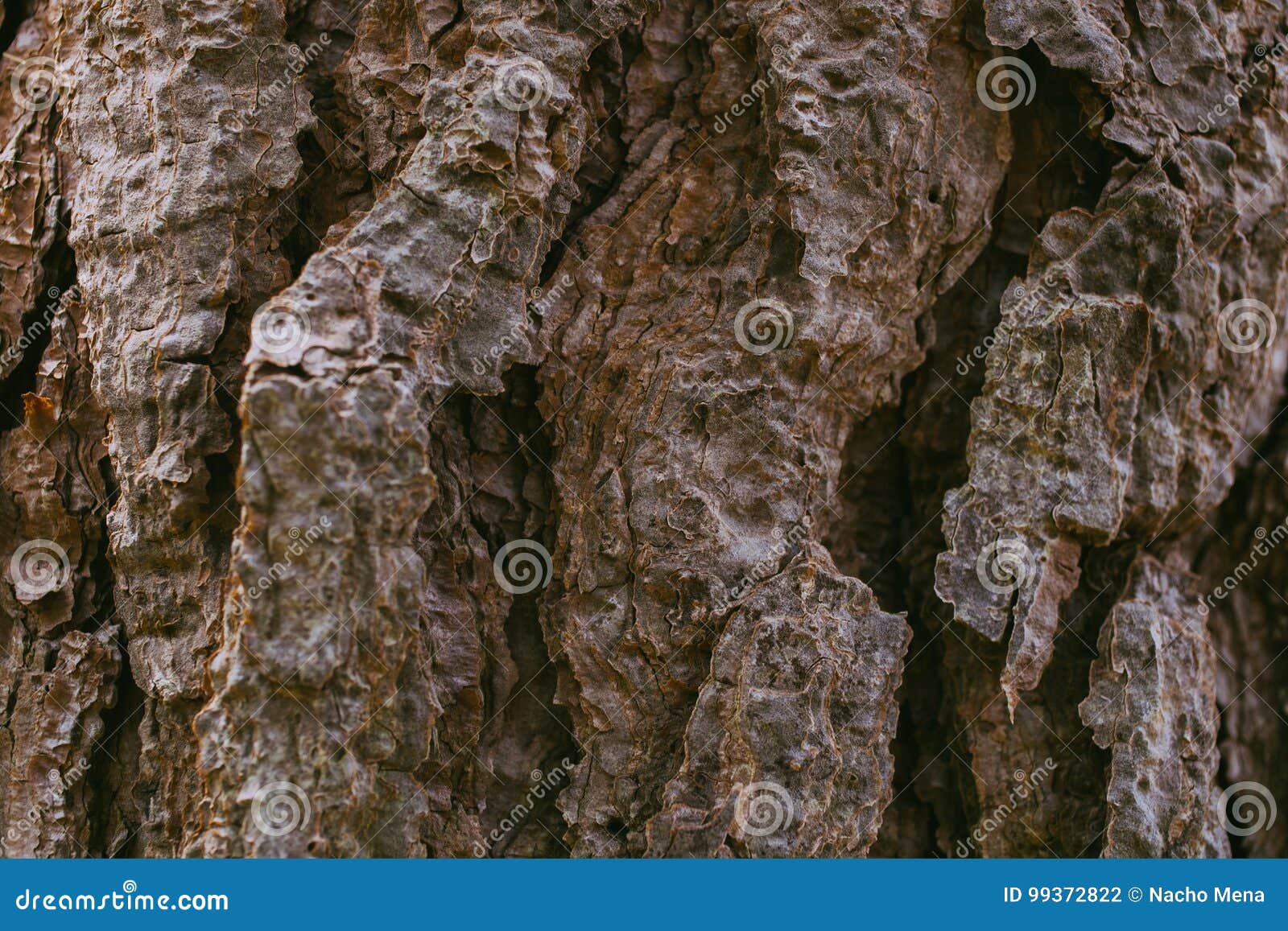 Pine Tree Bark Background. Bark Tree Texture. Abstract Texture and ...