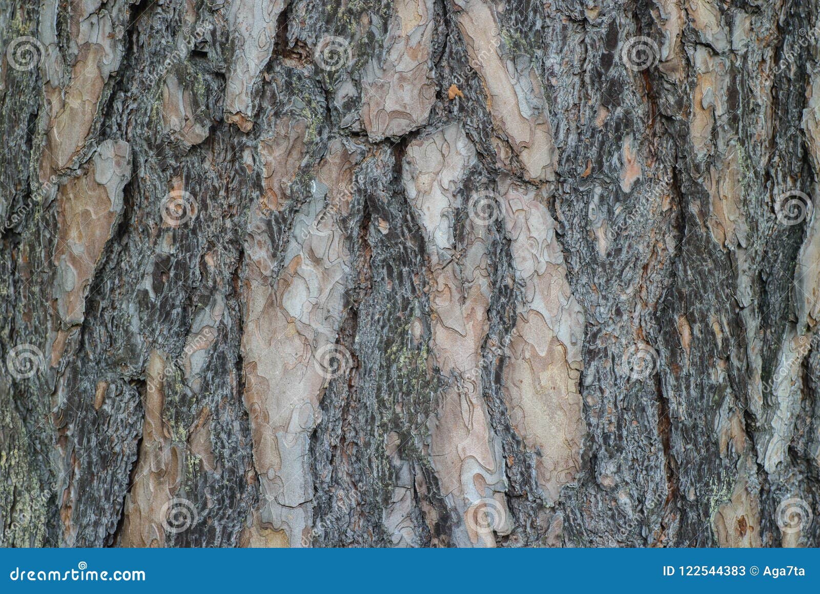 Pine Tree Bark Background Texture Stock Image - Image of forest, bark ...