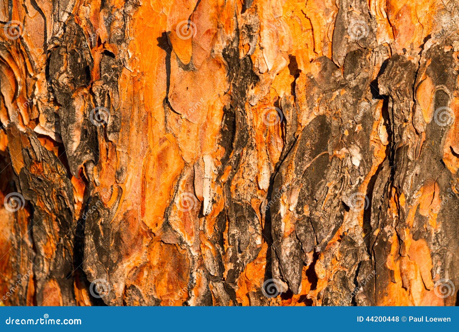 Pine Tree Bark stock photo. Image of texture, bark, rough - 44200448