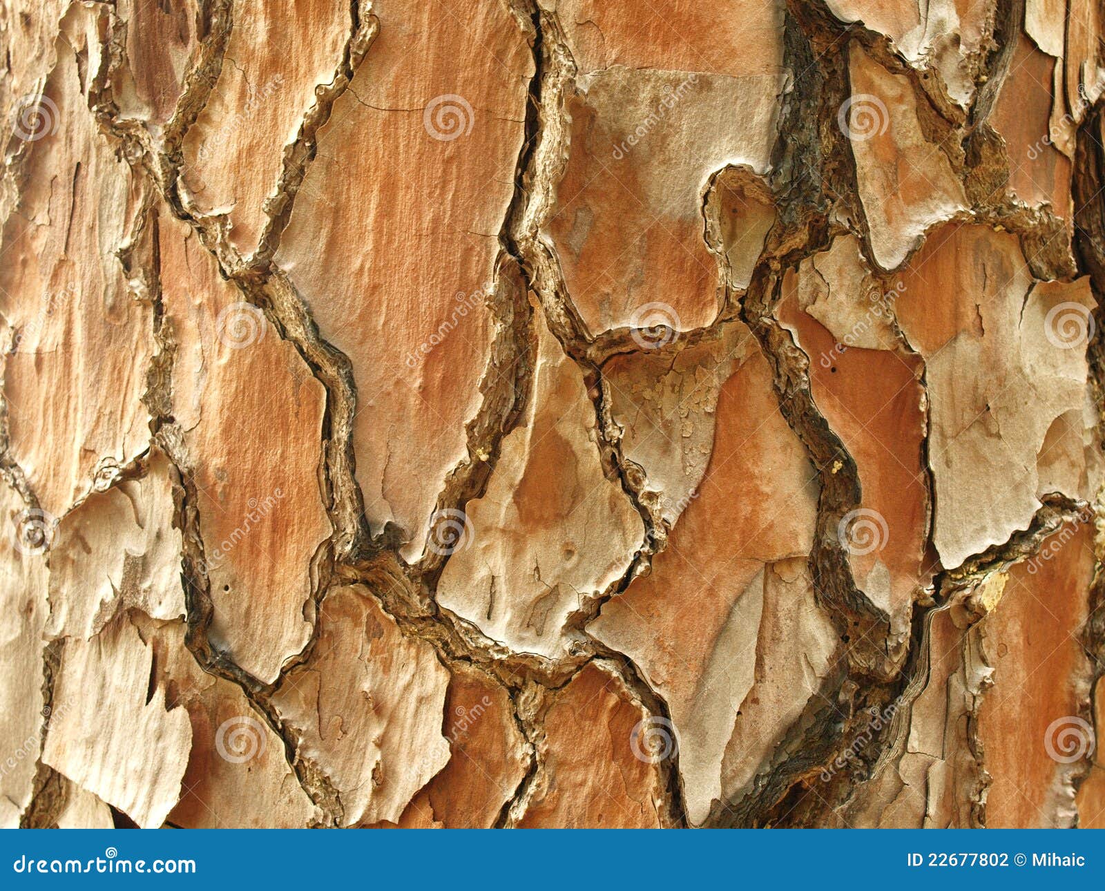 Pine tree bark detail stock photo. Image of wood, close - 22677802