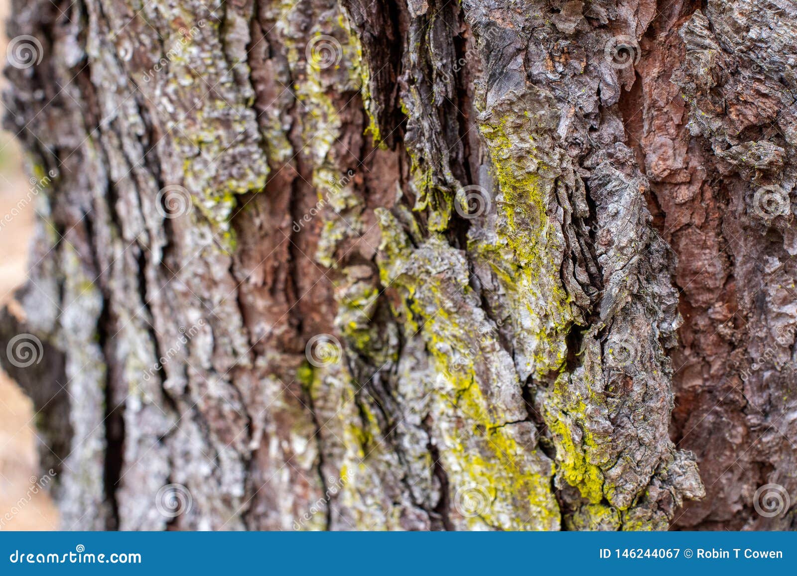 PINE TREE BARK with GREEN MOSS BACKGROUND Stock Image - Image of copy, forestry: 146244067
