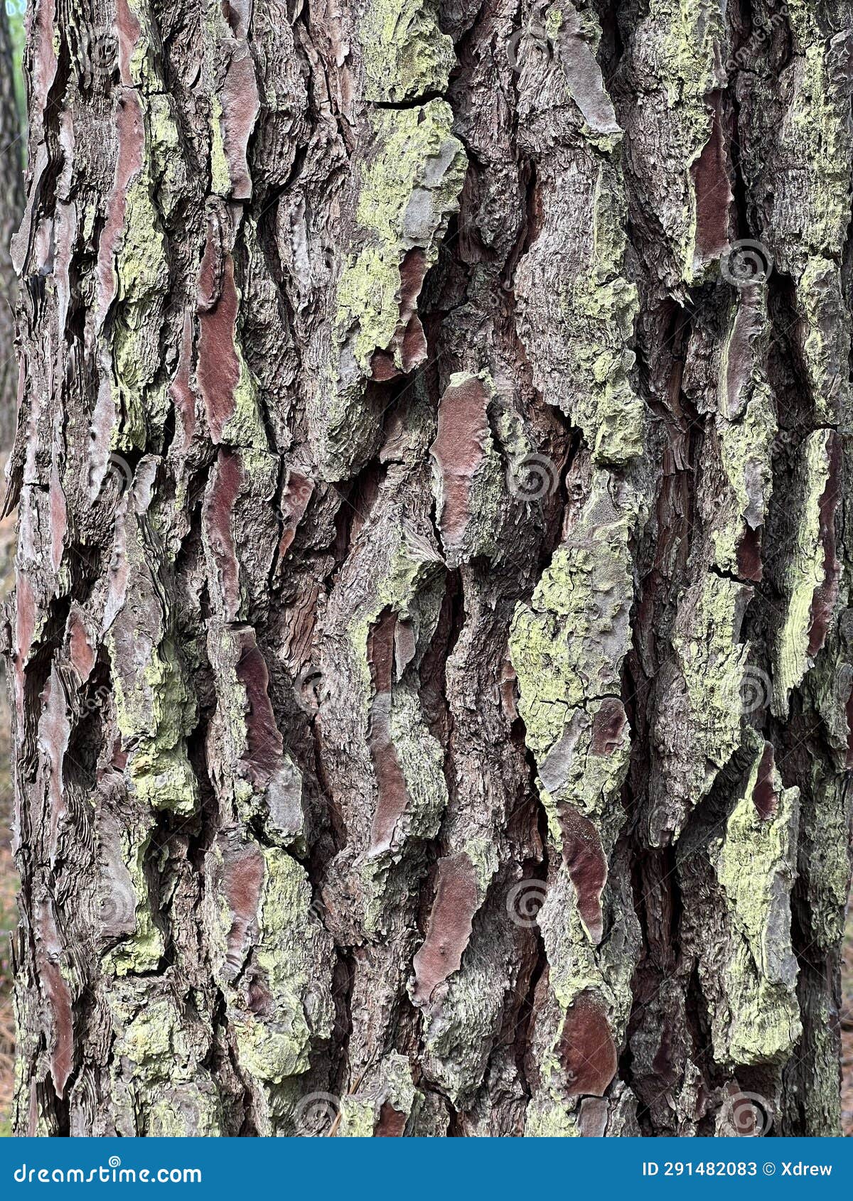 Pine tree bark stock image. Image of woodland, wildlife - 291482083