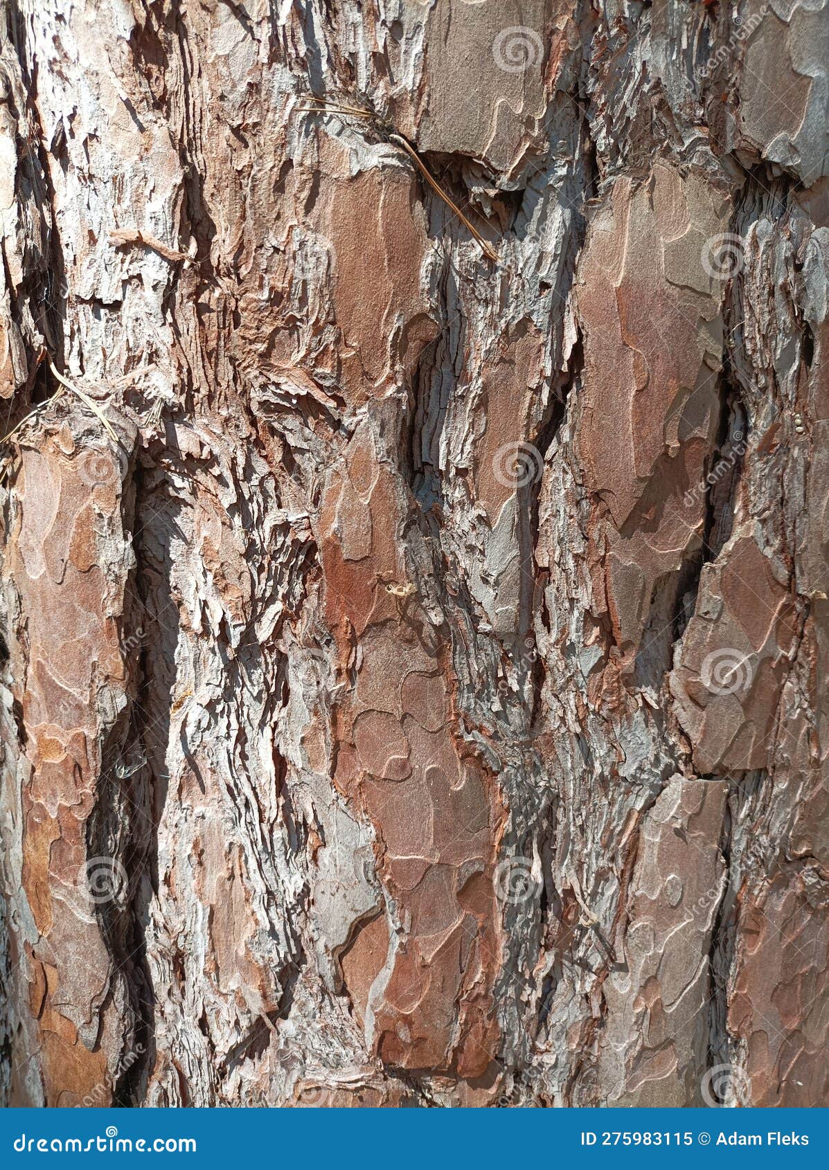 Pine Tree Bark with Pattern and Side Contrast Light Stock Image - Image ...