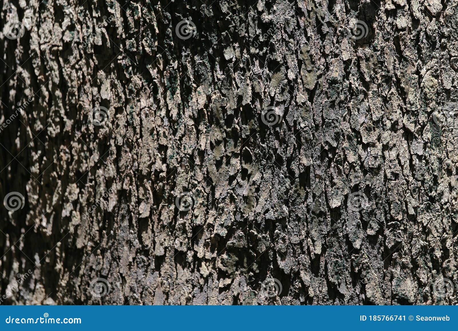 A Pine Tree Bark Seamless Texture, Photo of the Texture Stock Image ...