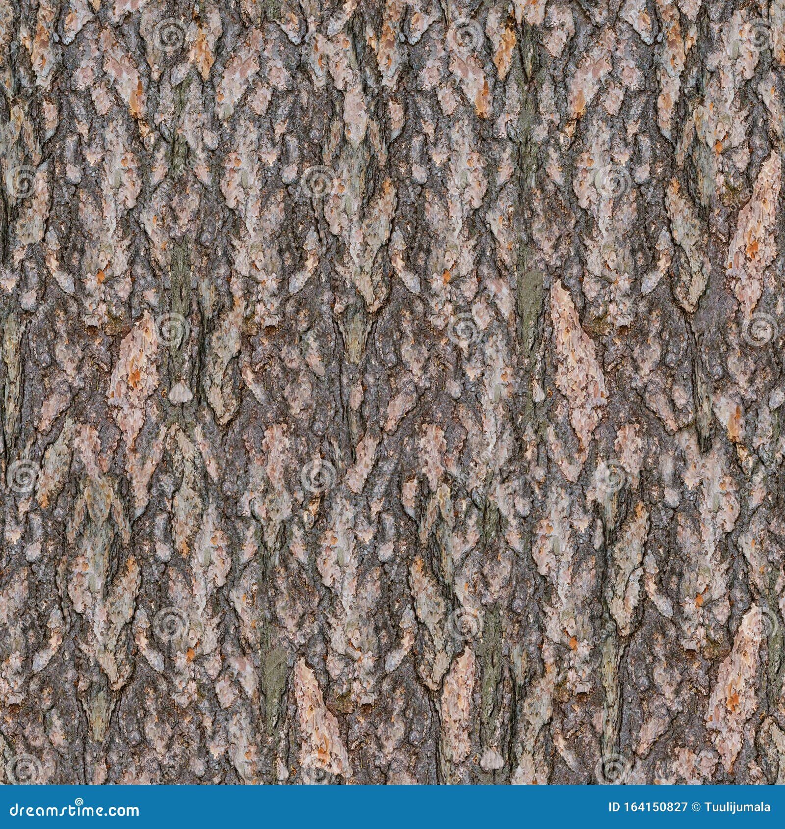 Pine Tree Bark Seamless Texture Stock Image - Image of pattern, tree ... Pine Tree Bark Seamless Texture Stock Image - Image of pattern, tree ...