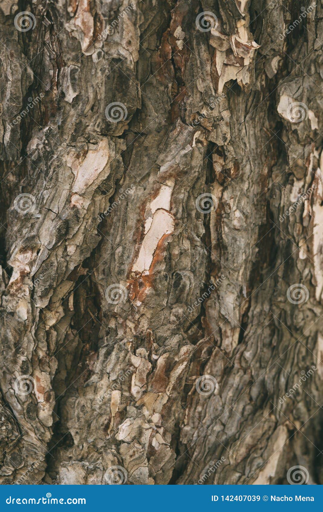 Pine Tree Bark Texture and Background, Close Up View of Natural and ...