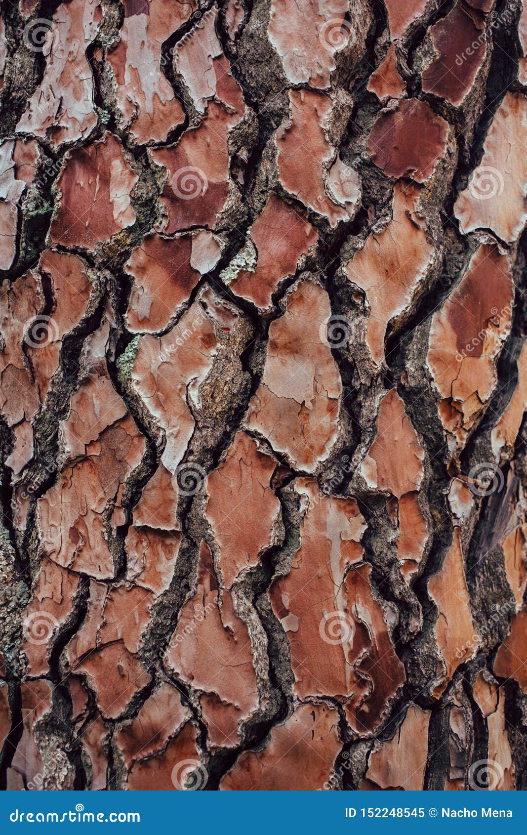 Pine Tree Bark Texture and Background, Macro View of Natural and ...