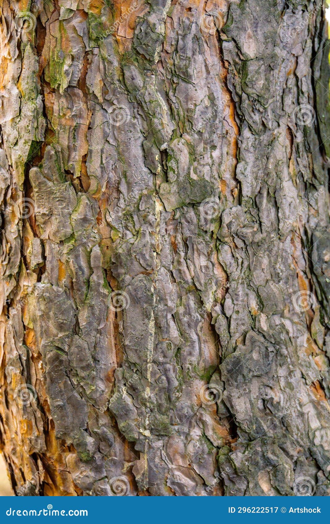 Pine tree bark texture stock image. Image of texture - 296222517