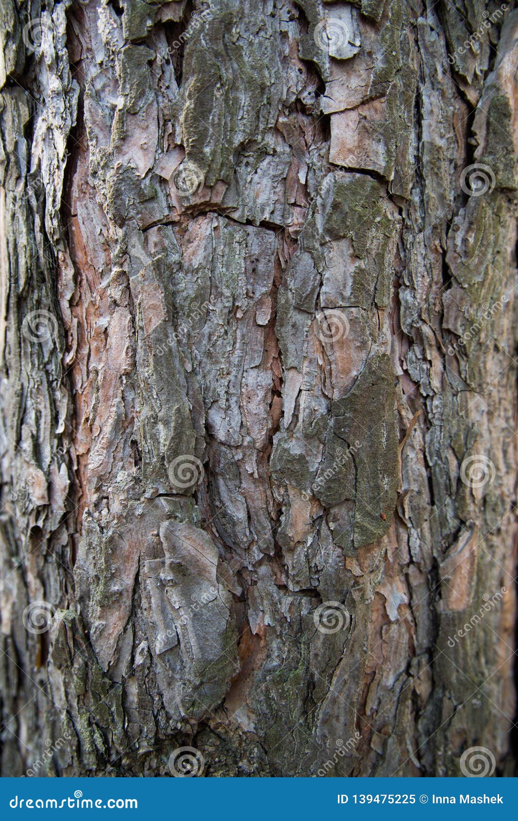 Pine Tree Bark Texture. Closeup Stock Image - Image of outdoor, color ...