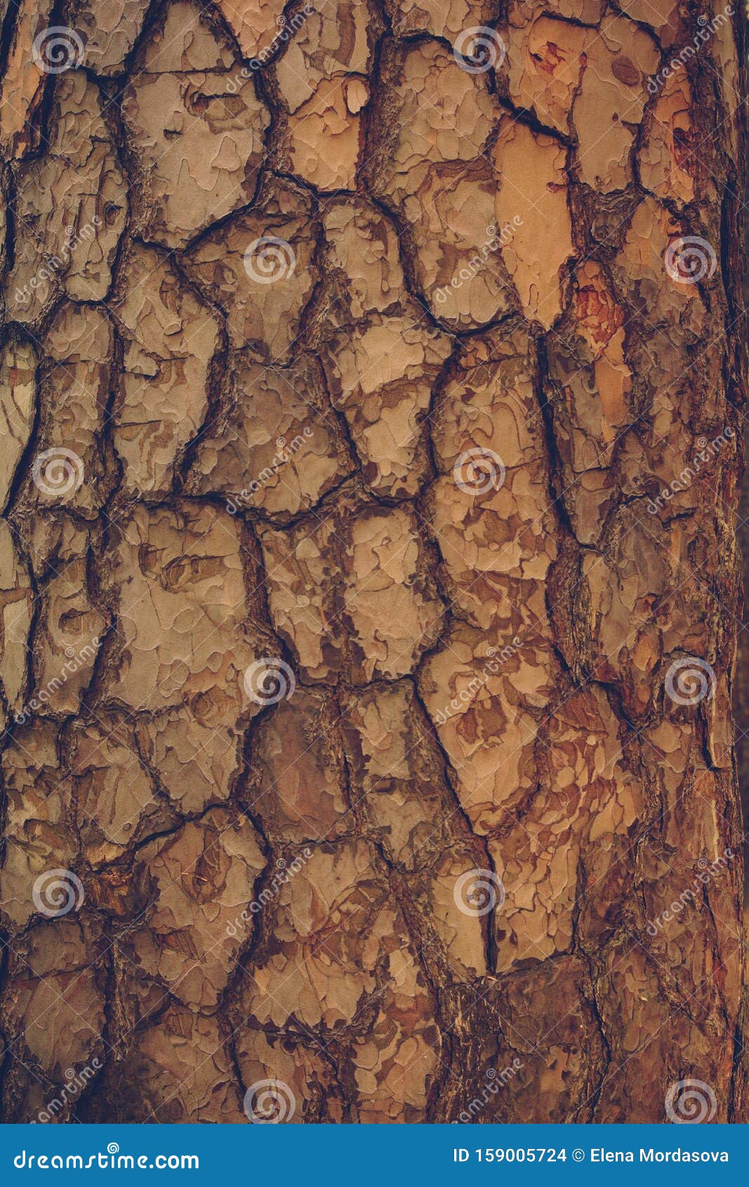 Pine Tree Bark Texture with Crisp Scales Stock Photo - Image of natural ...