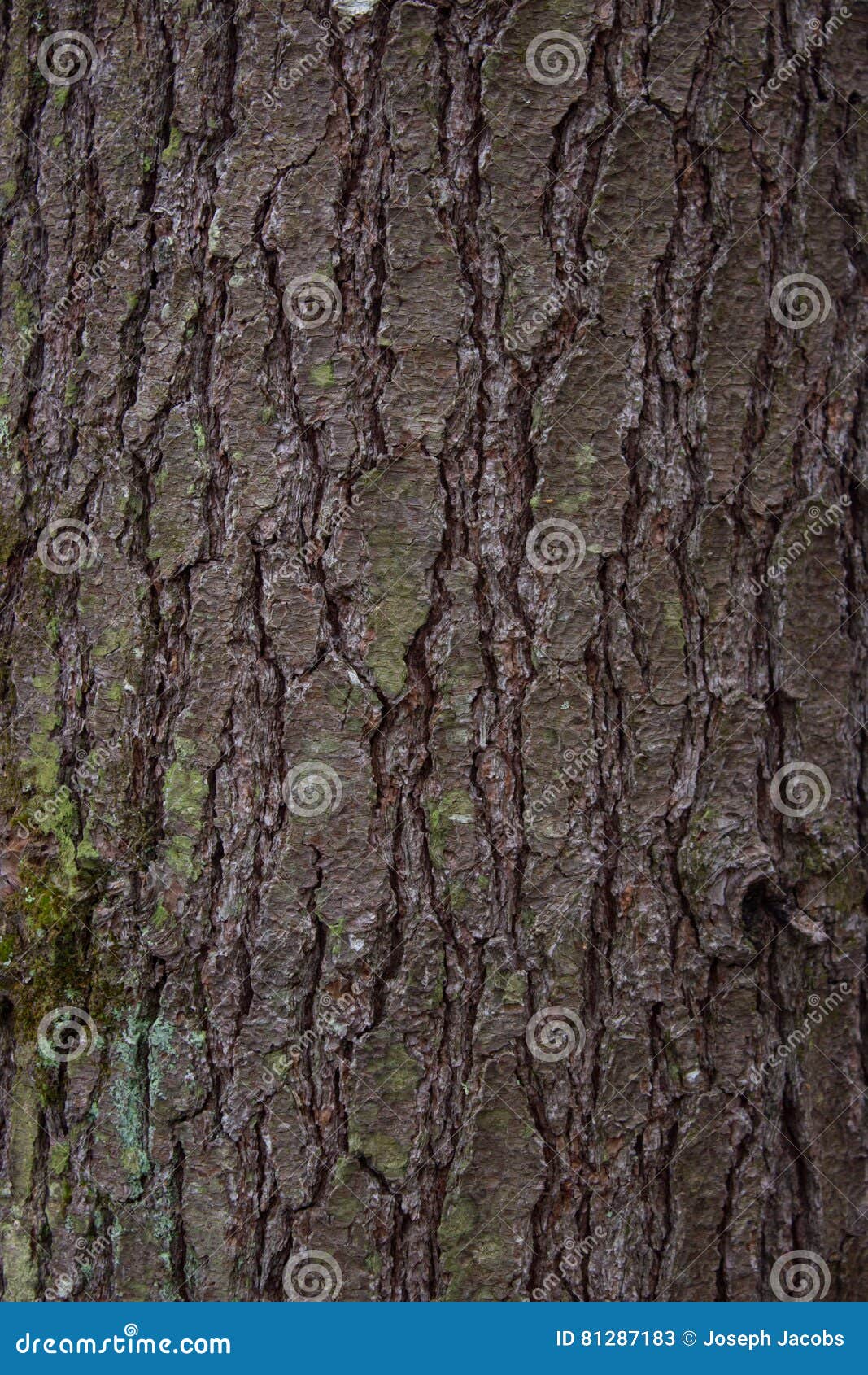 Pine Tree Bark Texture stock image. Image of tree, forest - 81287183